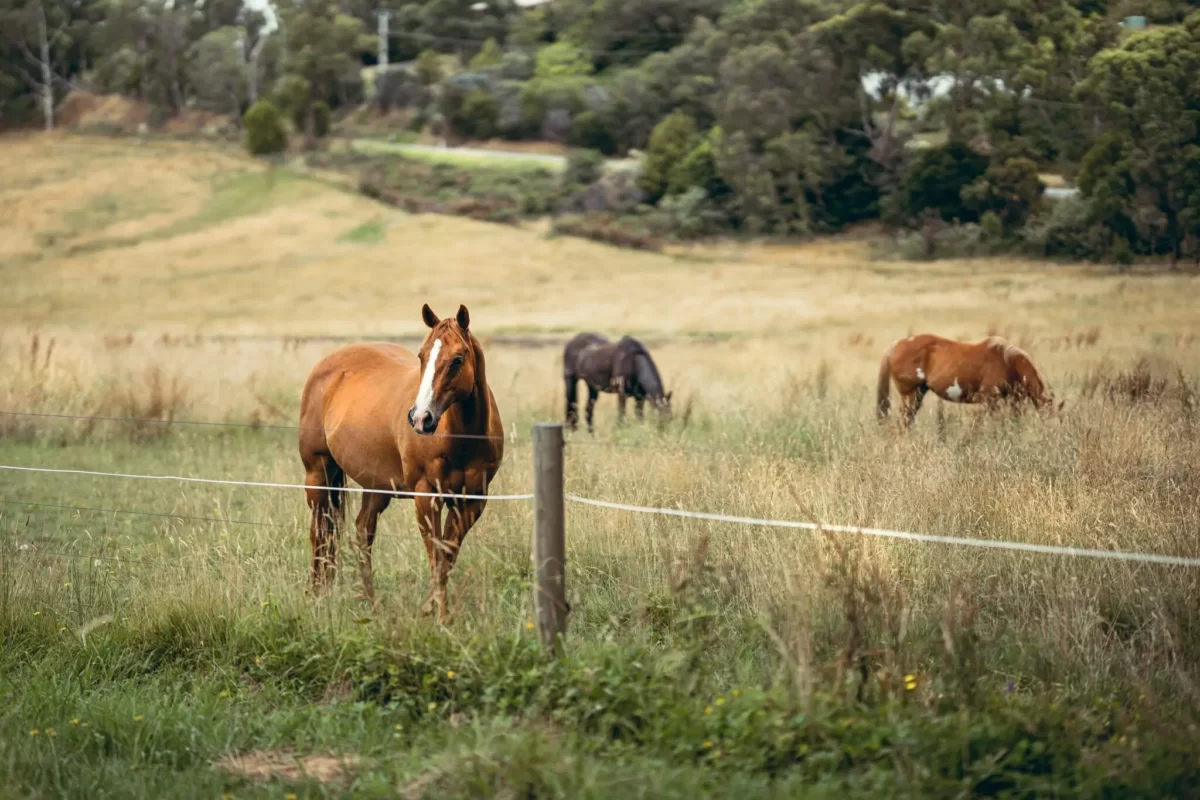 The Best Fencing to Use for Your Horse Paddock