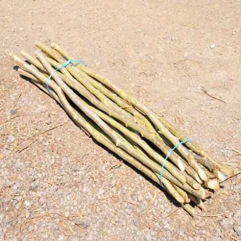 Bundle (20) Hazel Hedge Stakes