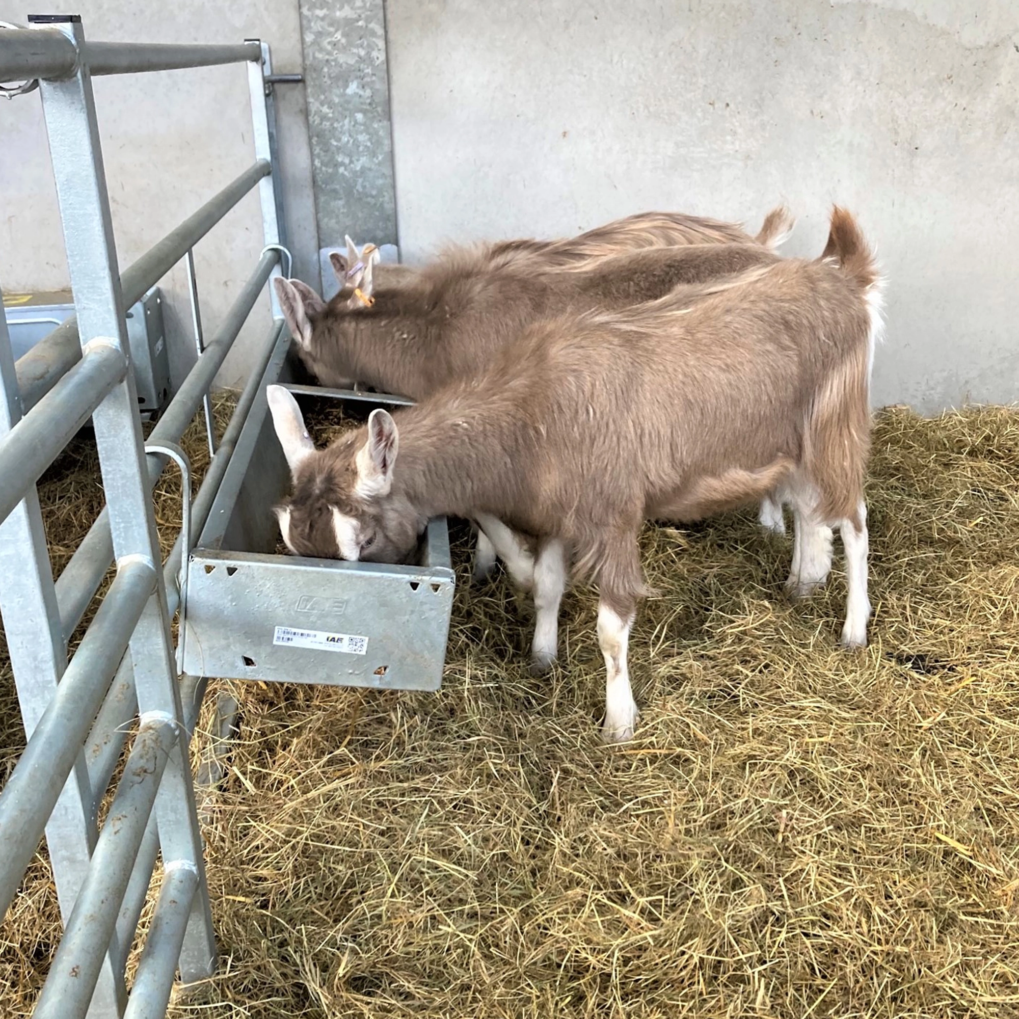 Hook over Calf and Sheep Trough - David Musson Fencing Ltd